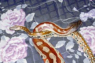 Chelydra.Org - Stan's Snake Page